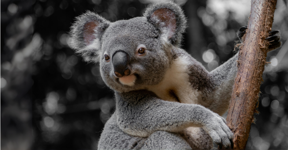 National Project Launched to Tackle Major Koala Conservation Challenges